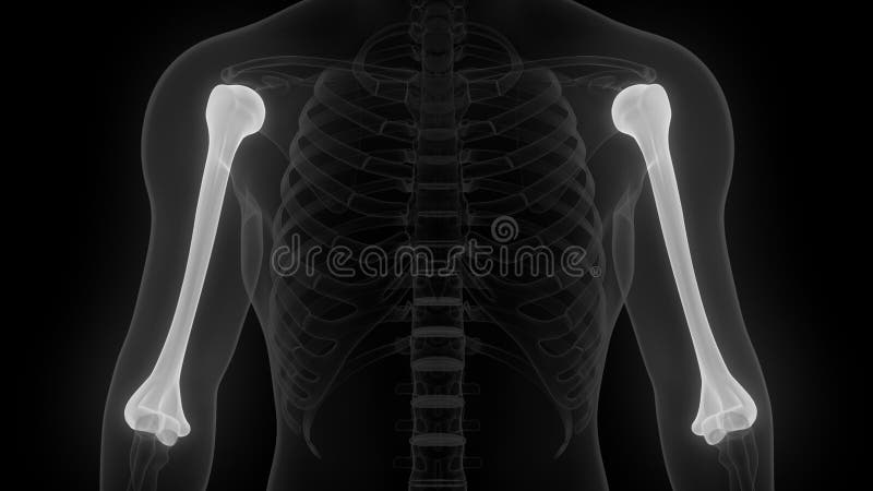 Humerus Bone Joints of Human Skeleton System Anatomy X-ray 3D Rendering ...