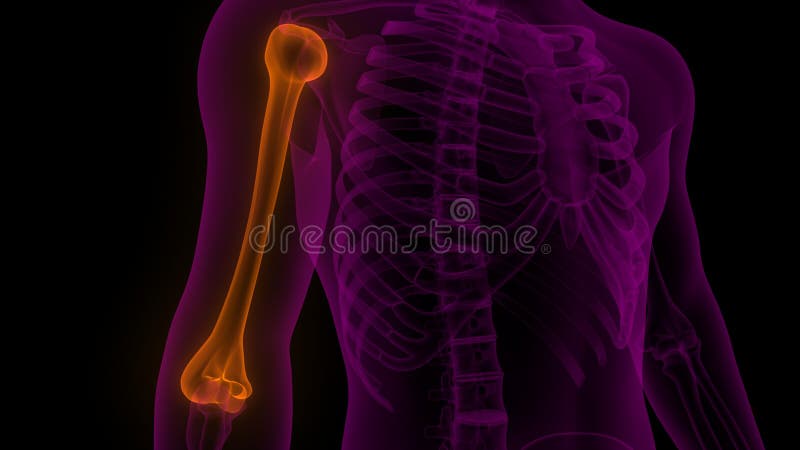 Humerus Bone Joints of Human Skeleton System Anatomy X-ray 3D Rendering ...