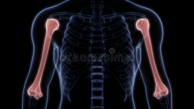 Humerus Bone Joints of Human Skeleton System Anatomy X-ray 3D Rendering ...