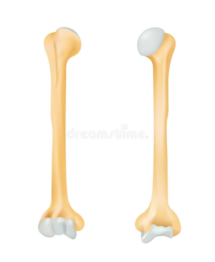 Humerus Bone Labeled Vector Illustration Diagram Stock Vector ...