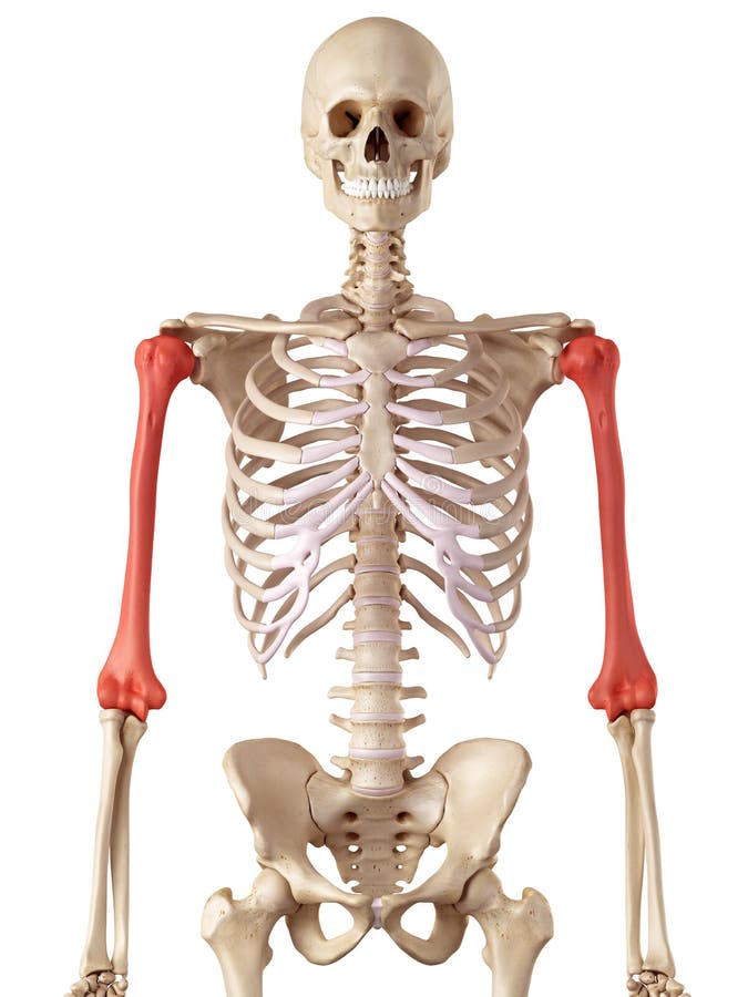 Humerus Bone