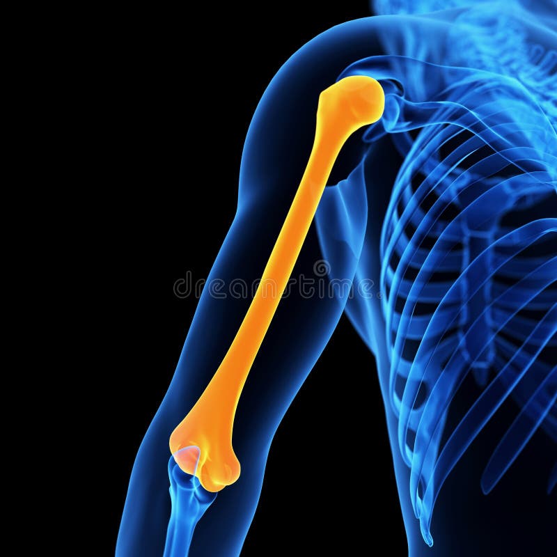 Human humerus stock illustration. Illustration of bone - 30722974