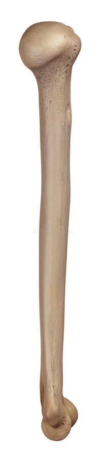 Humerus Anatomy stock illustration. Illustration of body - 33598354