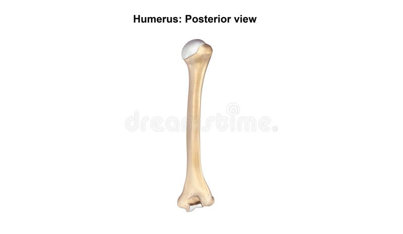 Distal Humerus Anatomy Posterior View