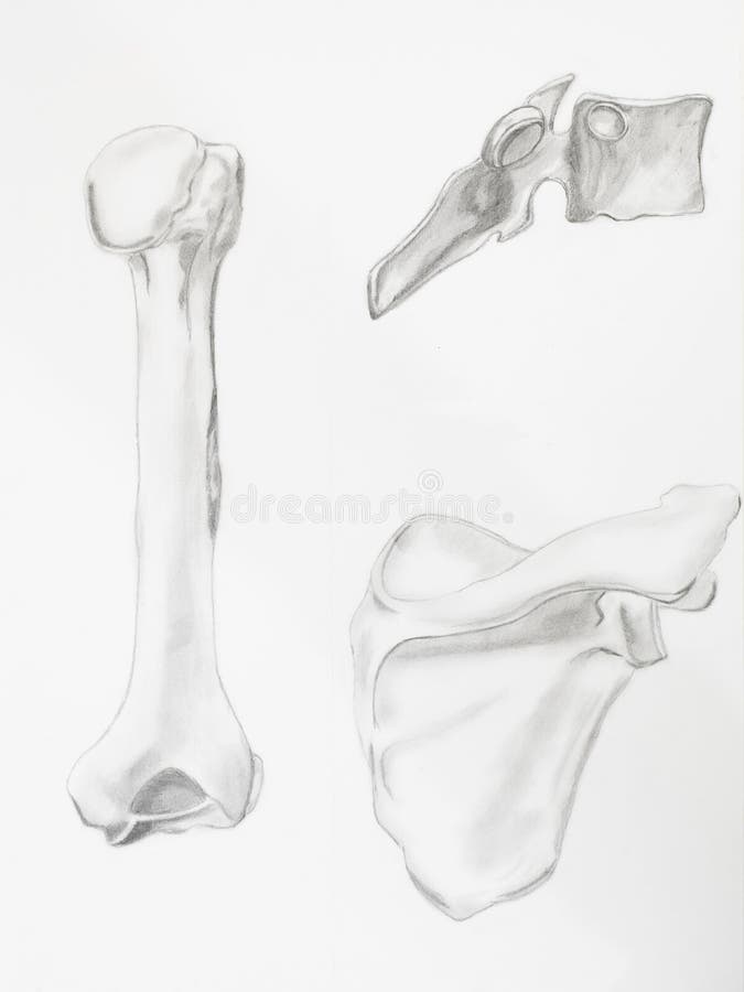 Humerus Bones Pencil Drawing Stock Photo - Image of upper, short: 35006532