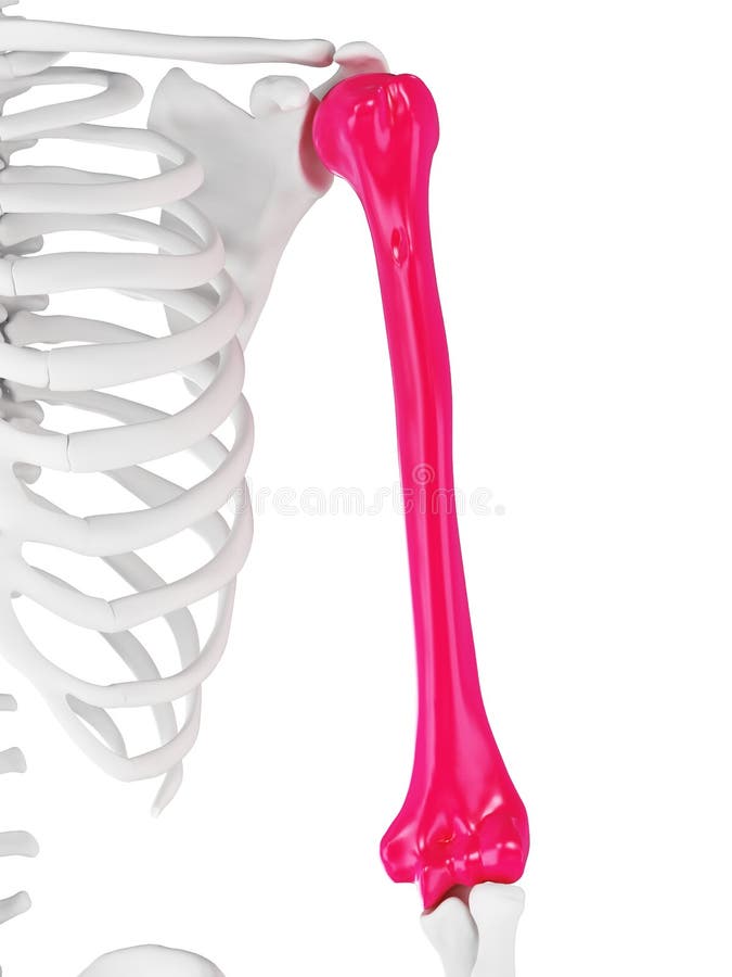 Human humerus stock illustration. Illustration of bone - 30722974