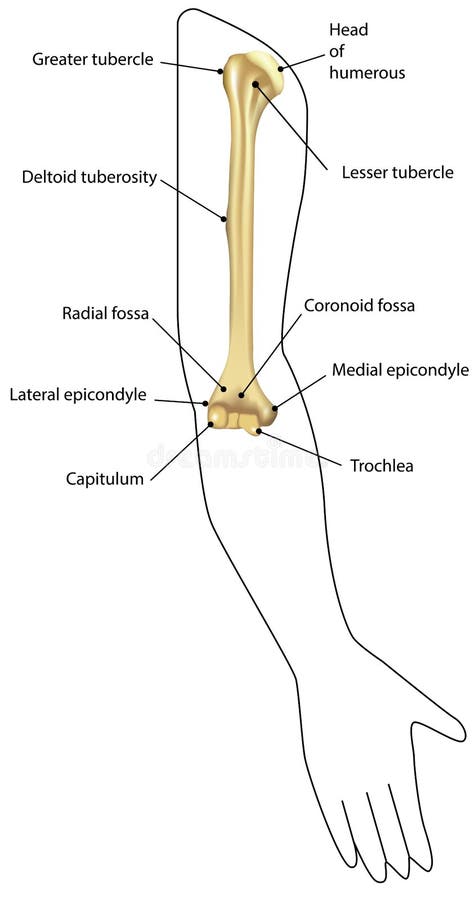 Humerus Stock Illustrations – 6,979 Humerus Stock Illustrations ...