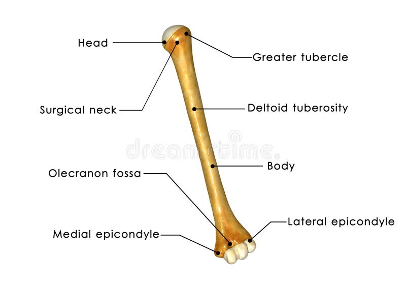 Labeled Humerus Bone Osteomyelitis Labeled Diagram Humerus Bone Stock