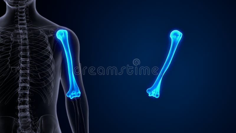 3d Illustration of Human Skeleton Anatomy Humerus Bone Stock ...