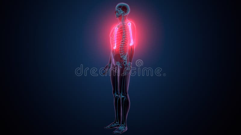 3d Render of Human Body Humerus Bone Anatomy Stock Illustration ...