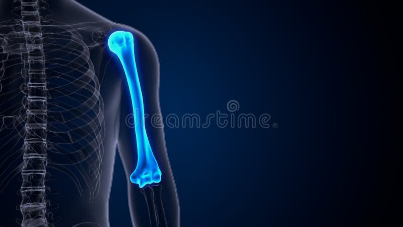 3d Illustration of Human Skeleton Anatomy Humerus Bone Stock ...