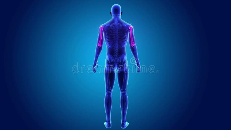 Humerus stock video. Video of fracture, human, anatomical - 49442975