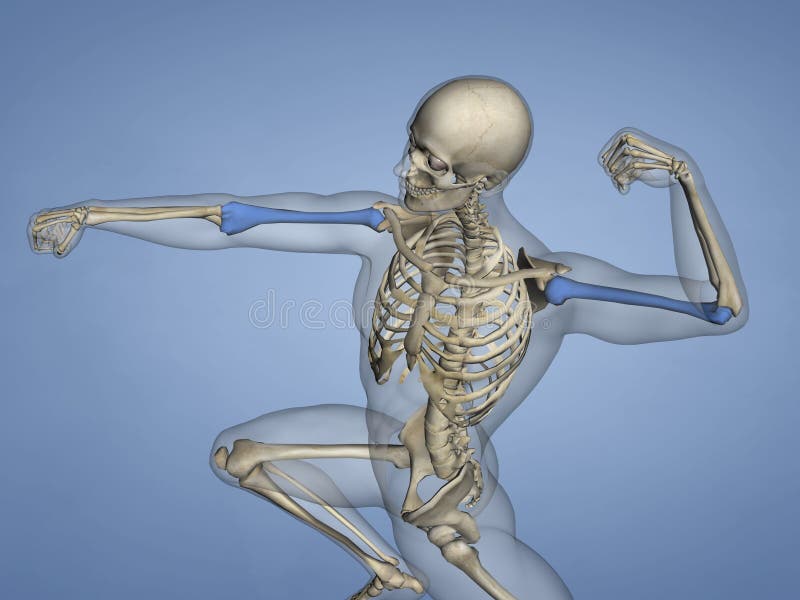 Humerus M-SKEL-HUMERUS 4, 3D Model Stock Illustration - Illustration of ...