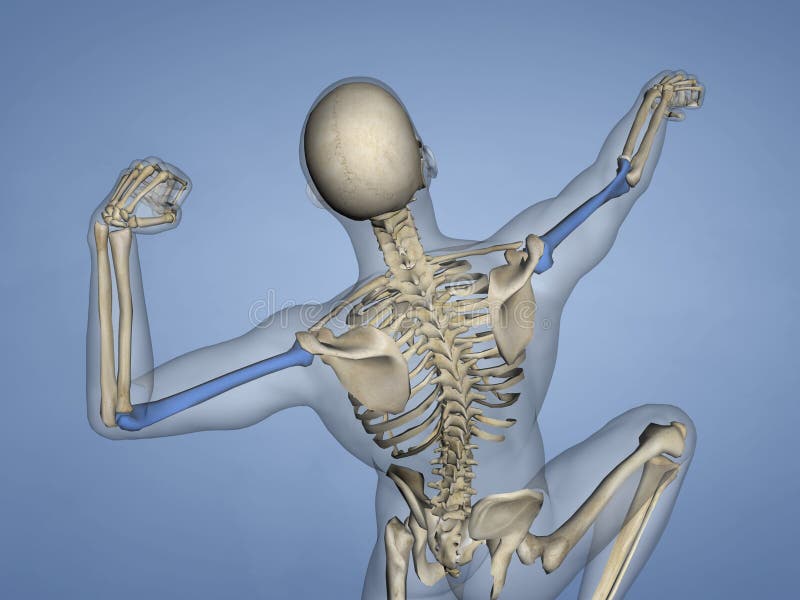 Humerus M-SKEL-HUMERUS 5, 3D Model Stock Illustration - Illustration of ...