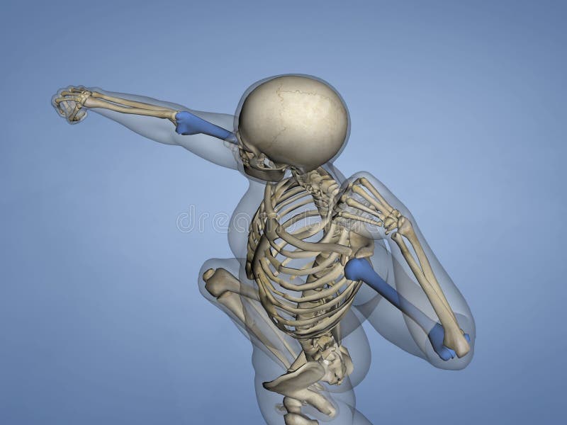 Humerus M-SKEL-HUMERUS 6, 3D Model Stock Illustration - Illustration of ...