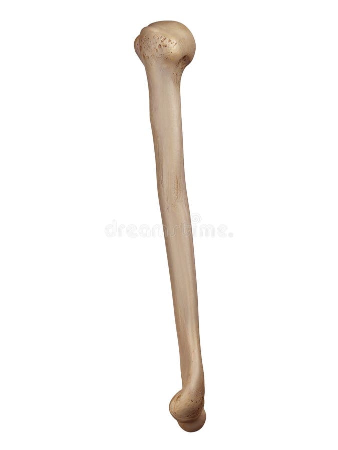 The humerus stock illustration. Illustration of rendering - 57843457
