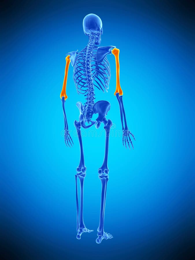 Science Humerus Bone on Blue Background Stock Vector - Illustration of ...