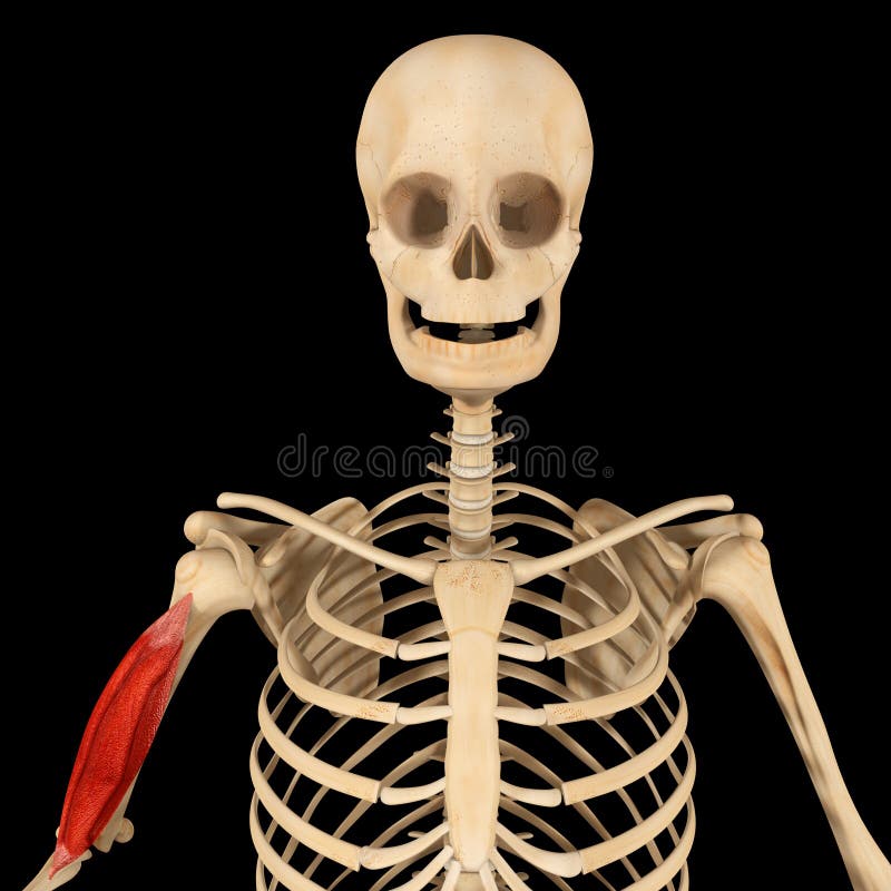Humerus muscle stock illustration. Illustration of health - 44730175