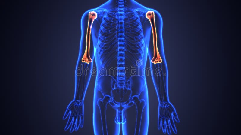 3d Illustration of Skeleton Humerus Bone Anatomy Stock Illustration ...