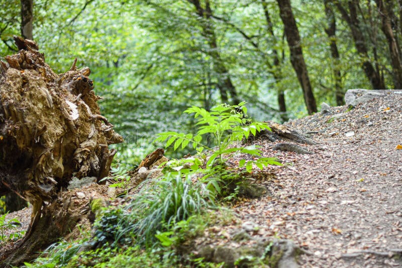 Humid Forest and Green Nature Stock Image - Image of forest, season ...