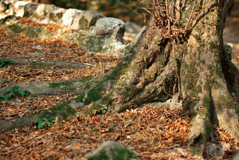 Humid Forest and Green Nature Stock Photo - Image of leaves, weather ...
