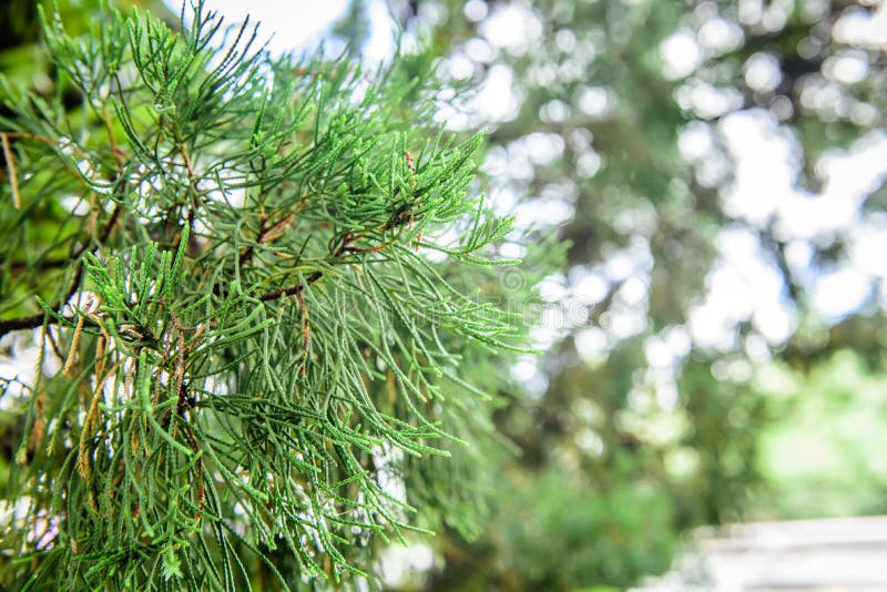 Humid plants stock image. Image of tree, rain, biodiversity - 79601613