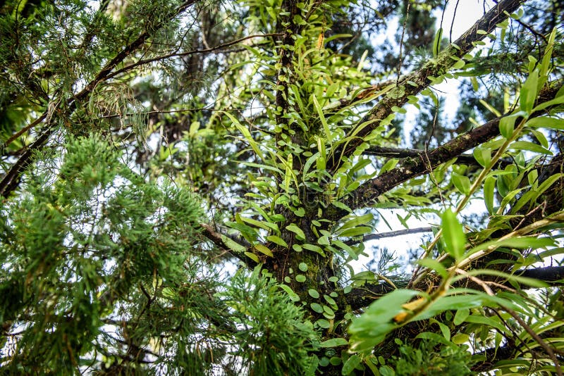 Humid plants stock photo. Image of landscape, tree, south - 79604662
