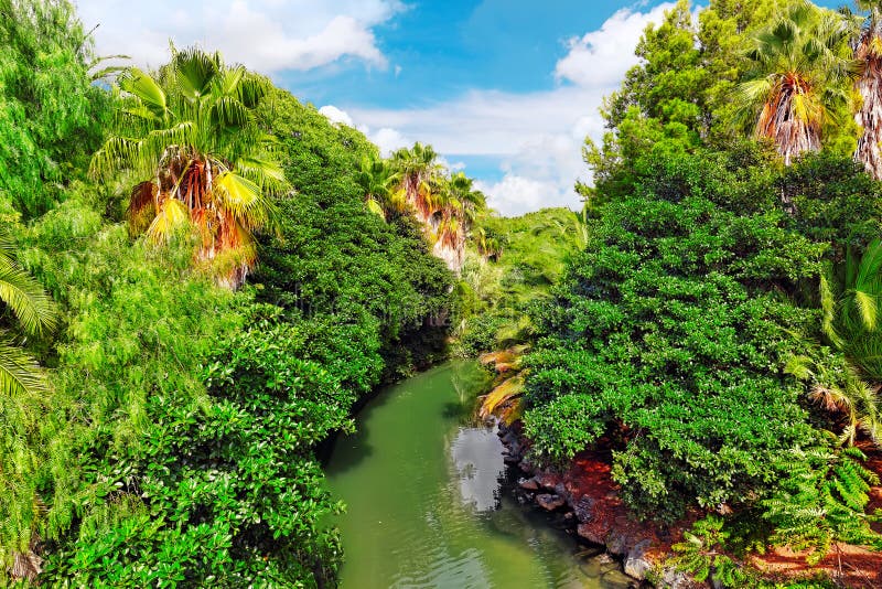 Humid Tropical Jungle. Stock Photo - Image: 47904366