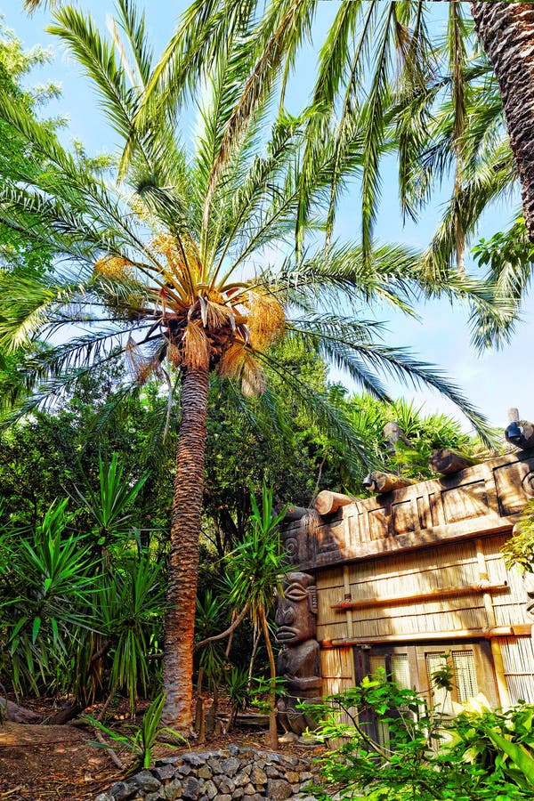 Humid tropical jungle. stock image. Image of coco, amazon - 47904373