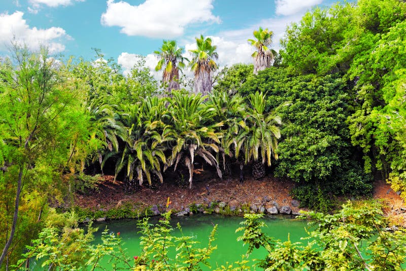 Humid tropical jungle. stock image. Image of landscape - 47904543