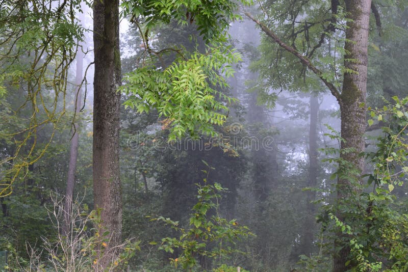 Humid Tropical Rainforest with Beautiful Leaf Structure Stock Image ...