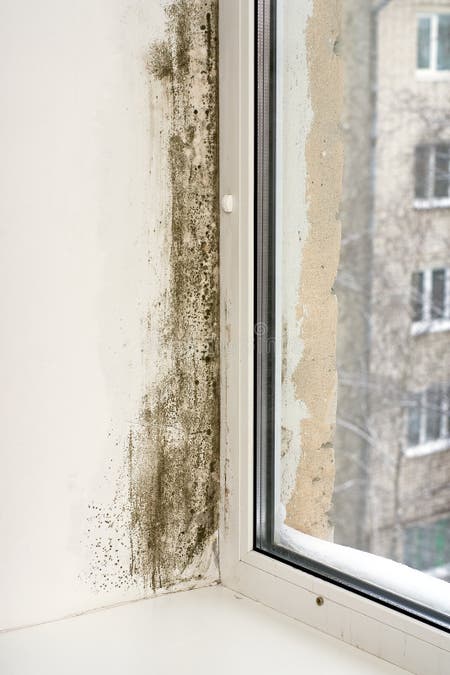 Humid wall stock photo. Image of mold, parasitic, dirty - 12473618