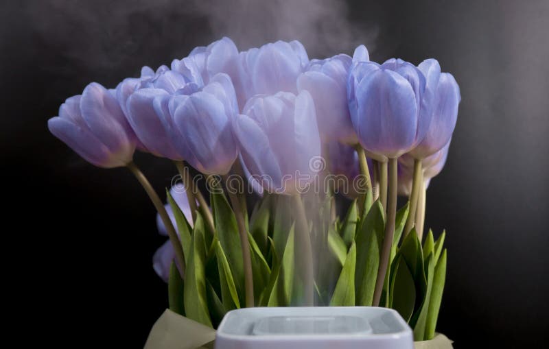 A Humidifier with Spring Flowers on a Black Background. Stock Image ...