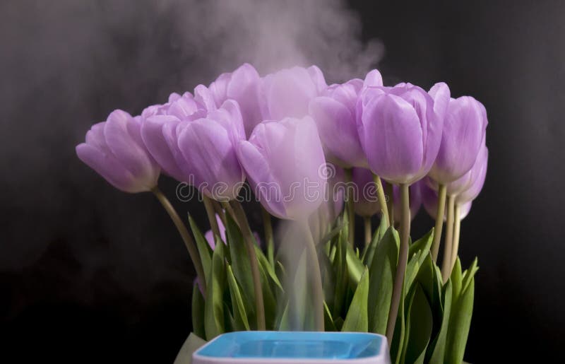 A Humidifier with Spring Flowers on a Black Background. Stock Photo ...