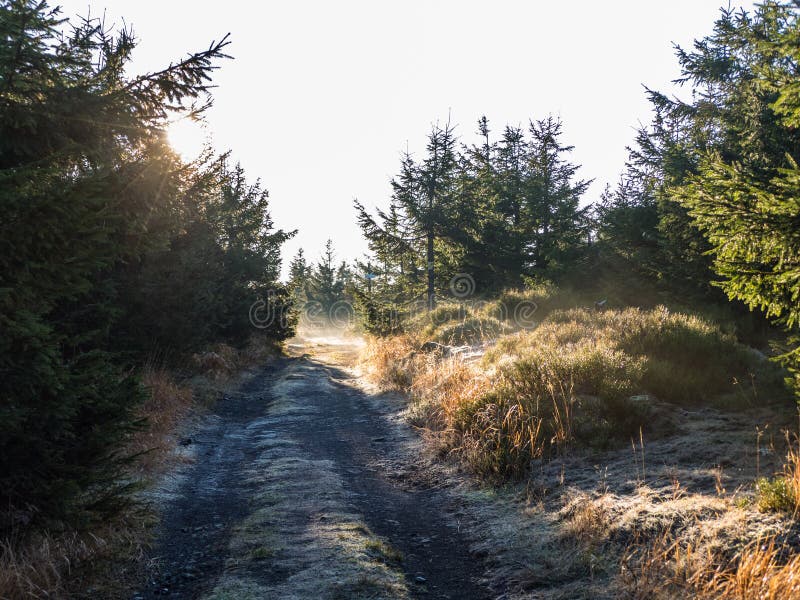 Humidity in the Forest Afrer Rain Stock Photo - Image of autumn ...