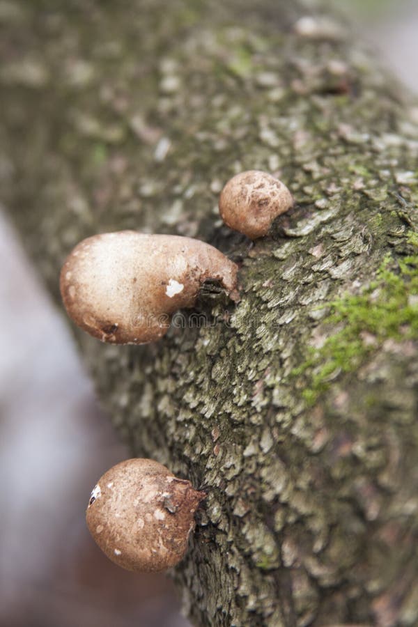 Humidity in the forest stock image. Image of colours - 214807943