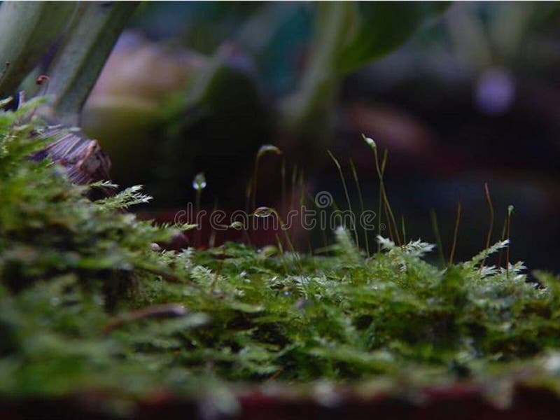 Humidity stock photo. Image of closer, captured, nature - 96684278