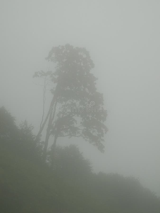 Humidity stock image. Image of branch, forest, distance - 36556637