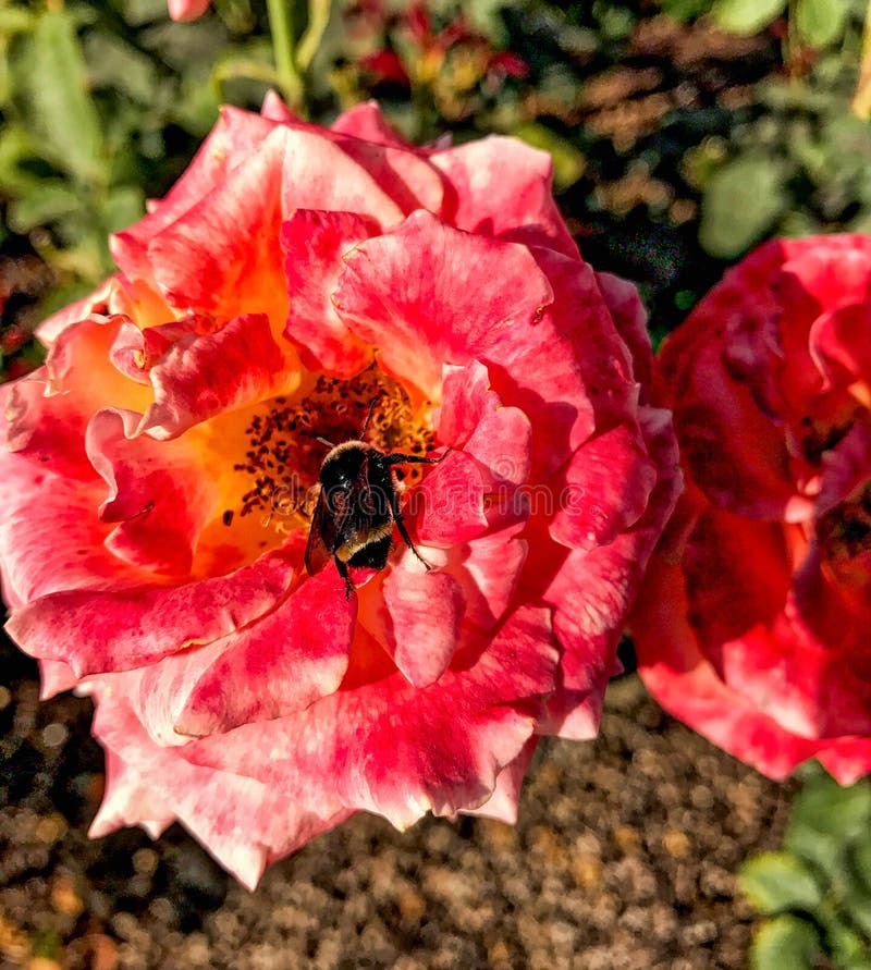 Humilde-abeja Linda En La Rosa Imagen de archivo - Imagen de rojo ...