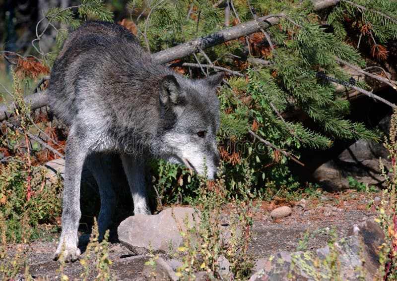 Humiliated Timber Wolf stock image. Image of submissive - 282737
