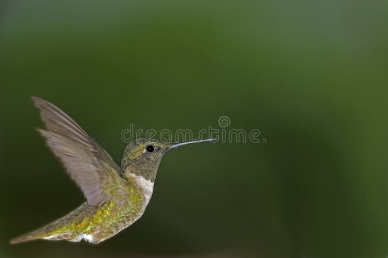 Humingbird profile stock photo. Image of small, hovering - 6105608