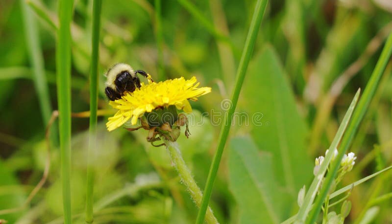 Humla arkivfoto. Bild av grön, humla, kryp, blomma, pollinera - 120268468