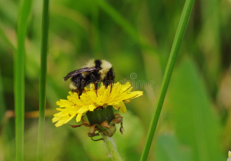 Humla arkivfoto. Bild av humla, purpurt, blomma, fuska - 118117210