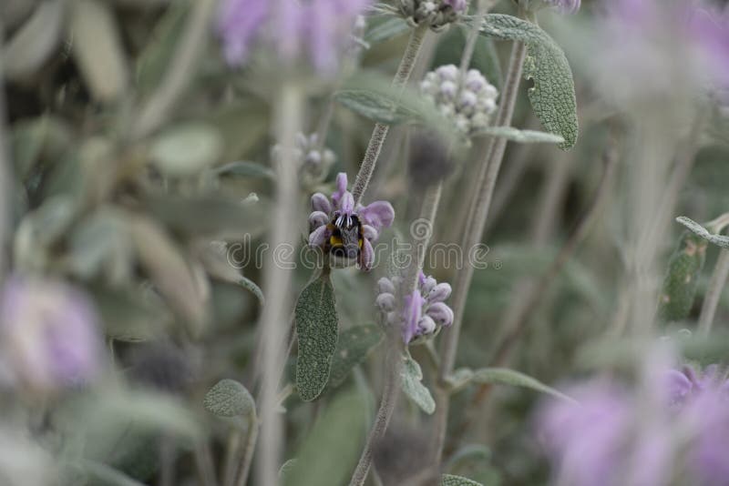 Humla fotografering för bildbyråer. Bild av grön, sommar - 130214775