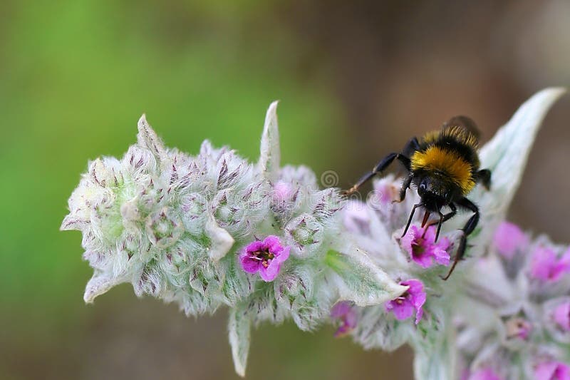 Humla arkivfoto. Bild av flyg, växt, pollen, detalj, makro - 14794386