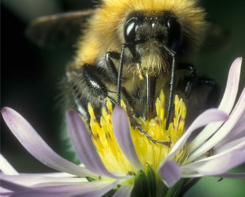 Humla fotografering för bildbyråer. Bild av sommar, pollinerare - 1714815