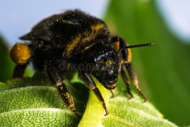 Bombusterrestris, Fantast-tailed Humla, Stor Jordhumla På Den Vitex ...