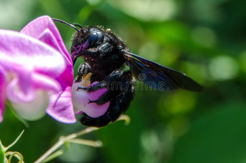 Humla fotografering för bildbyråer. Bild av växt, vingar - 39603583