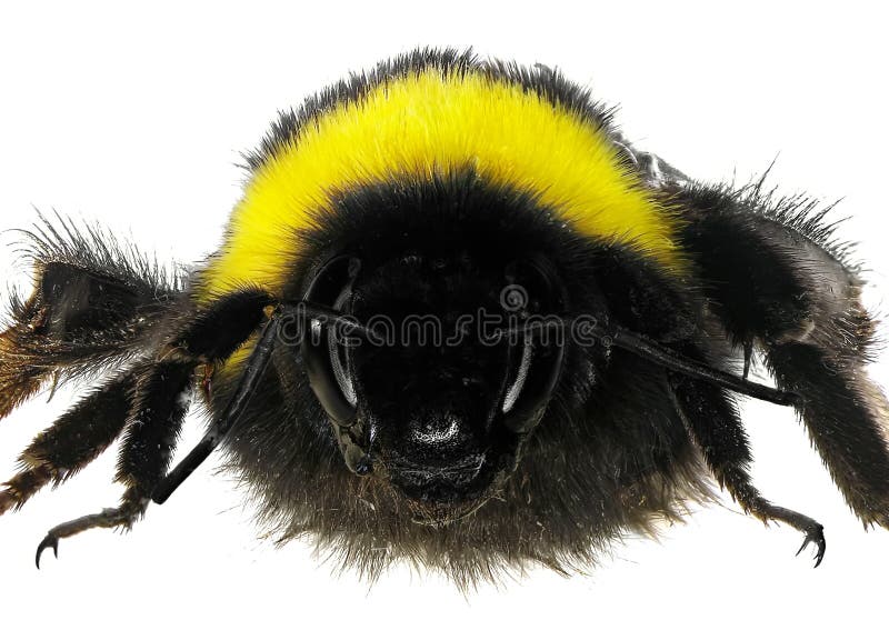 Humla fotografering för bildbyråer. Bild av natur, buffoon - 43302515