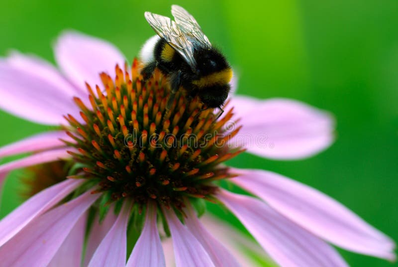 Humla arkivfoto. Bild av pollinera, pollination, strömmar - 11026834